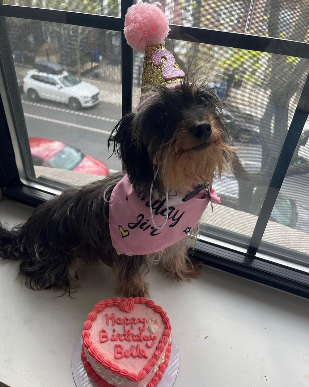 My Pup's Gallery – My Pup's Bakery